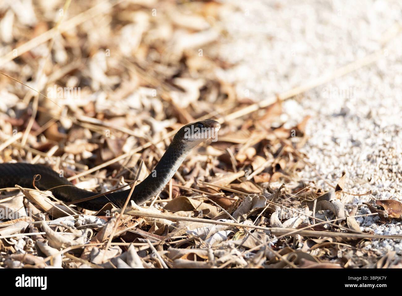 Southern black racer snake Coluber constrictor priapus slithers along ...
