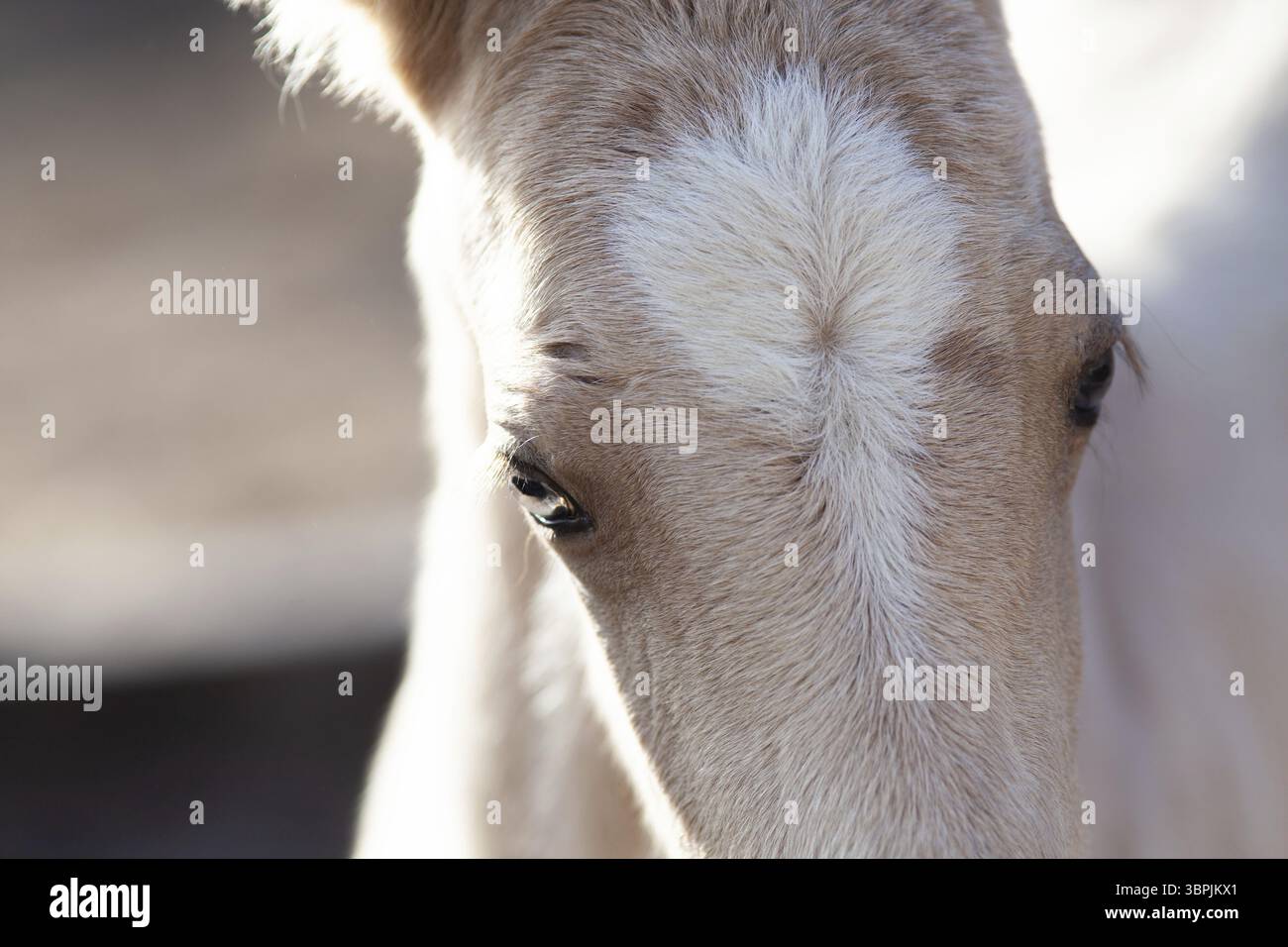 Palomino horse foal face, blue close eyes Stock Photo - Alamy