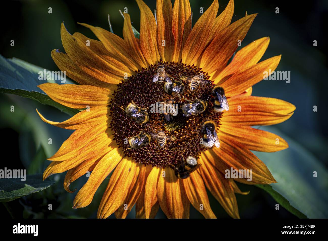 Bees and bumblebees gather on the pistil of a flowering sunflower to ...