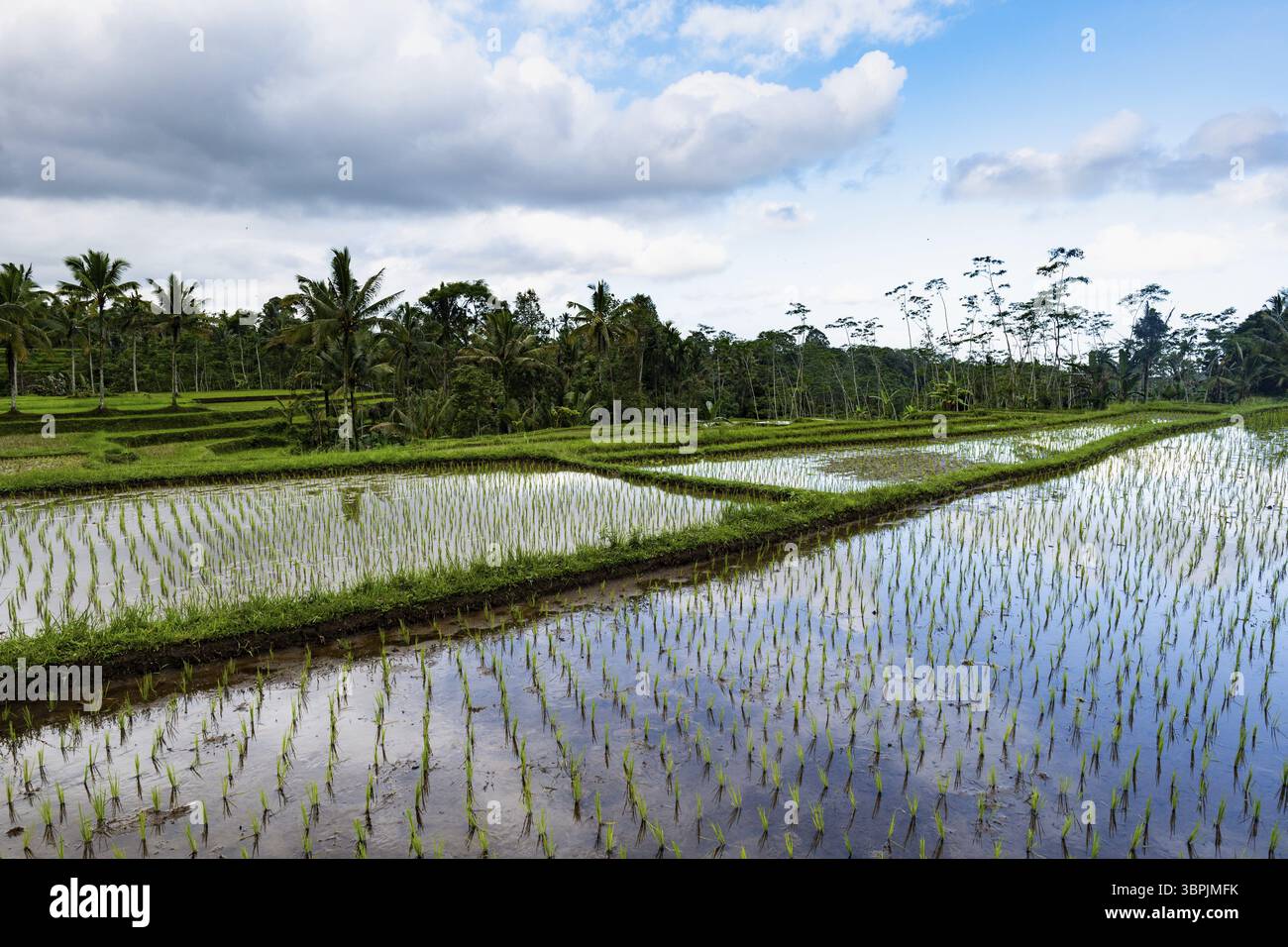 Rice paddy field landscape in Indonesia. Rice terrace agricultural land ...