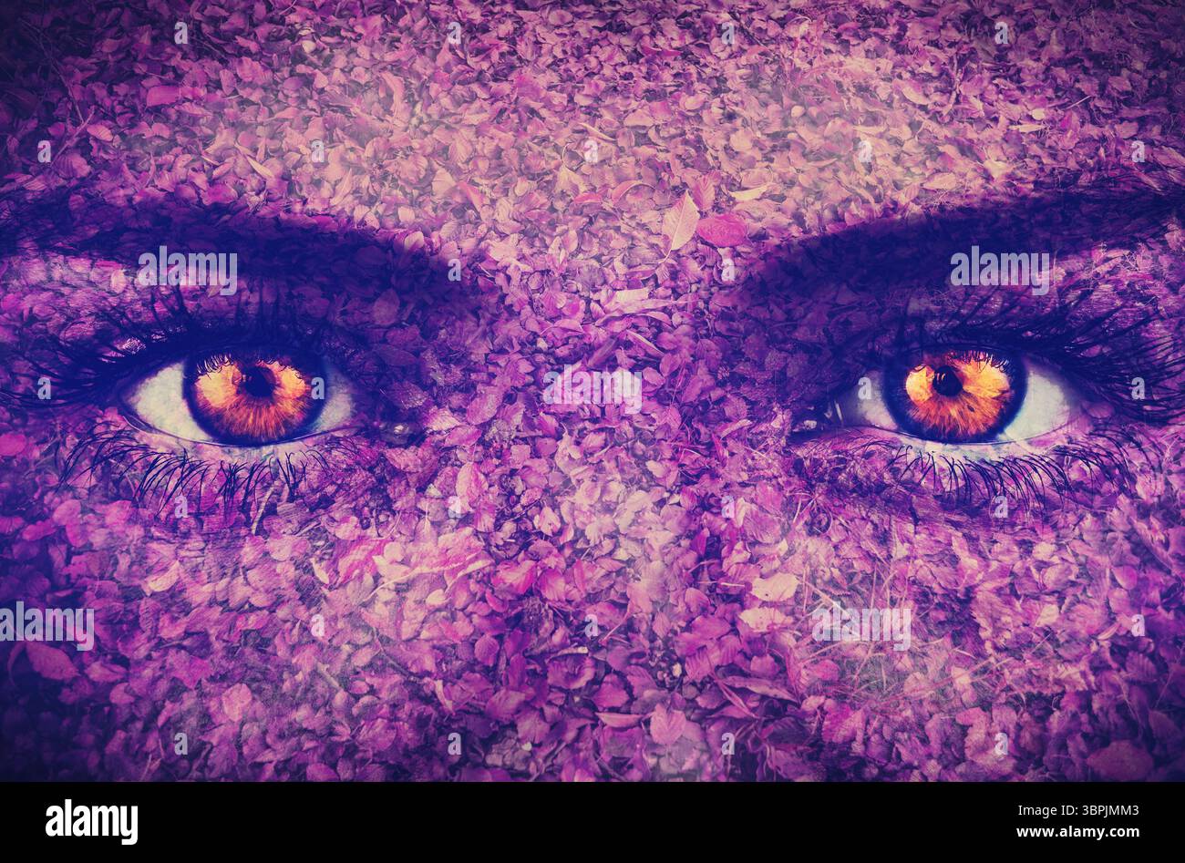 Mystical purple gaze captivating hi-res stock photography and images ...