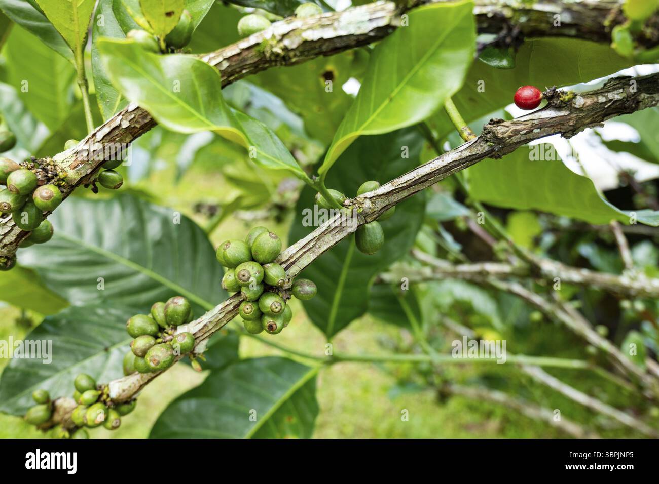 Coffee Plants on trees close-up, coffee crop berries for harvest in Java, Indonesia for Java ...