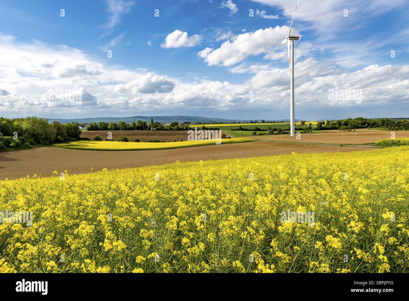 A rape field in bloom with a wind turbine for power generation on the ...