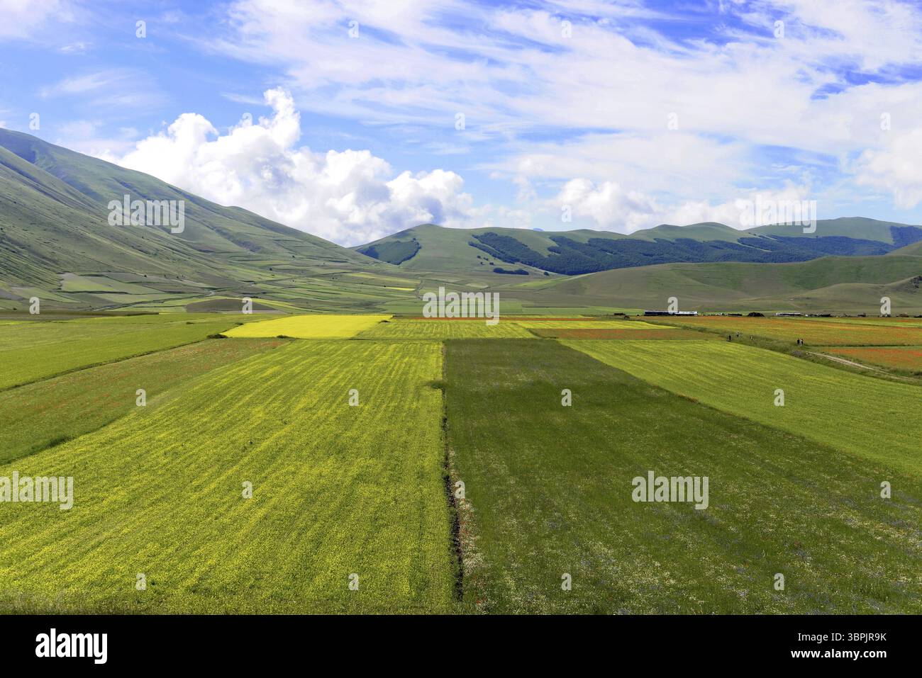 Various fields of colour in a landscape surrounded by mountains. The ...