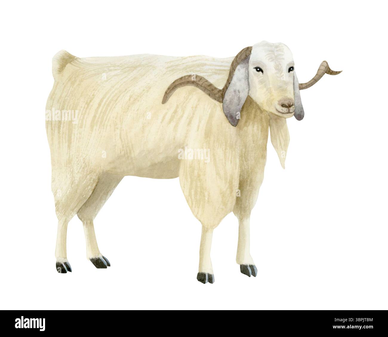 Goat and animal scene Cut Out Stock Images & Pictures - Alamy