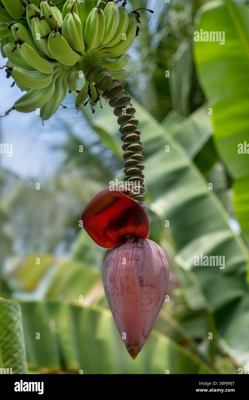 Banana heart, banana blossom in the Philippines Stock Photo - Alamy