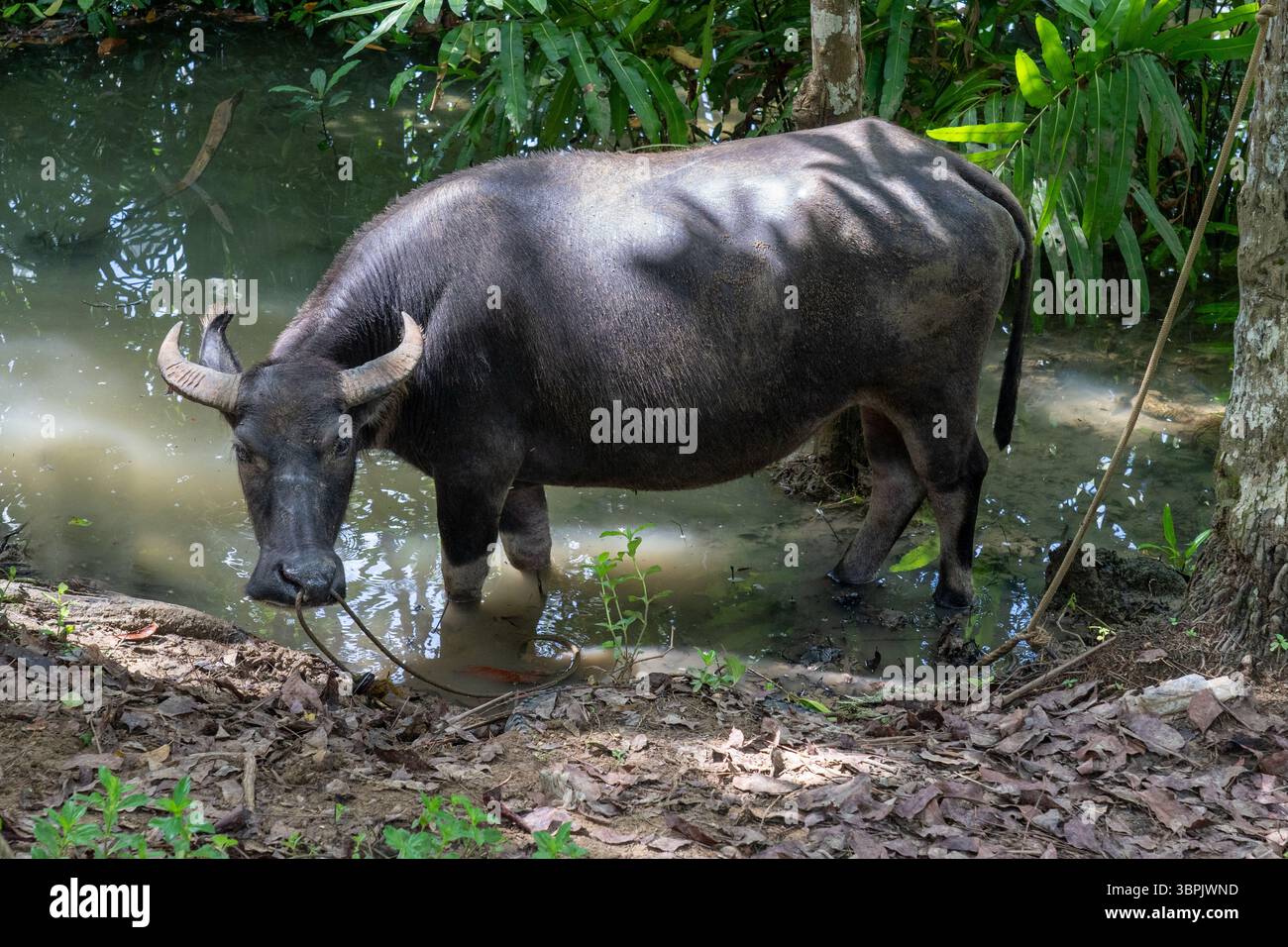Loboc river in philippines hi-res stock photography and images - Alamy