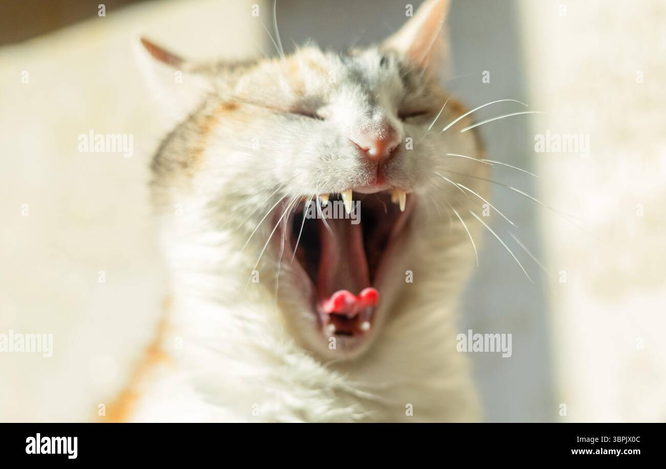 Close up face yawning sleepy hi-res stock photography and images - Alamy