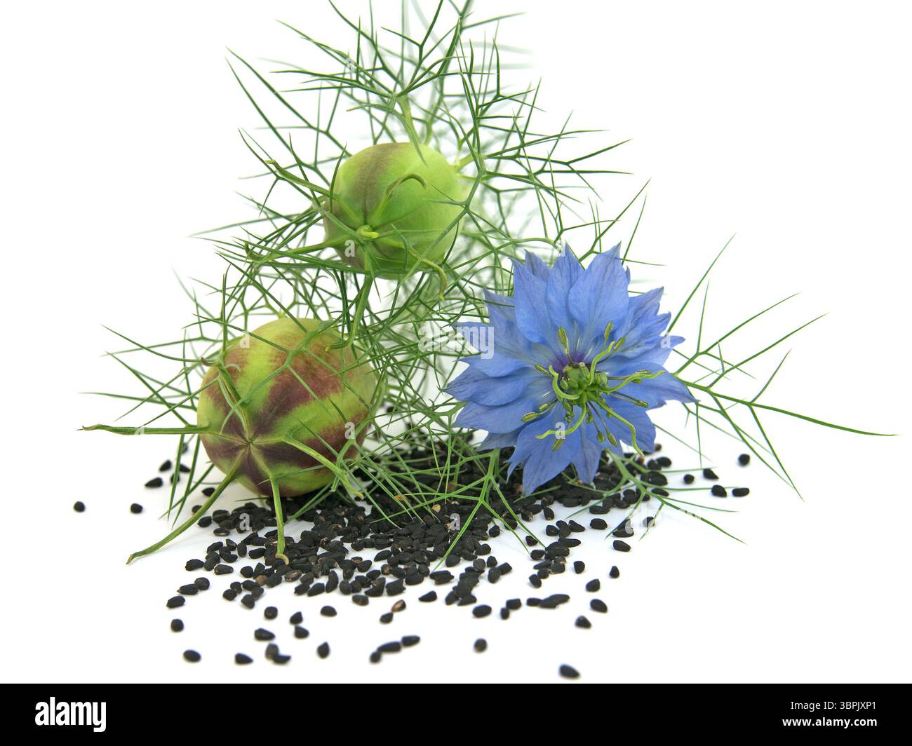 Black cumin flowers and seeds Stock Photo - Alamy