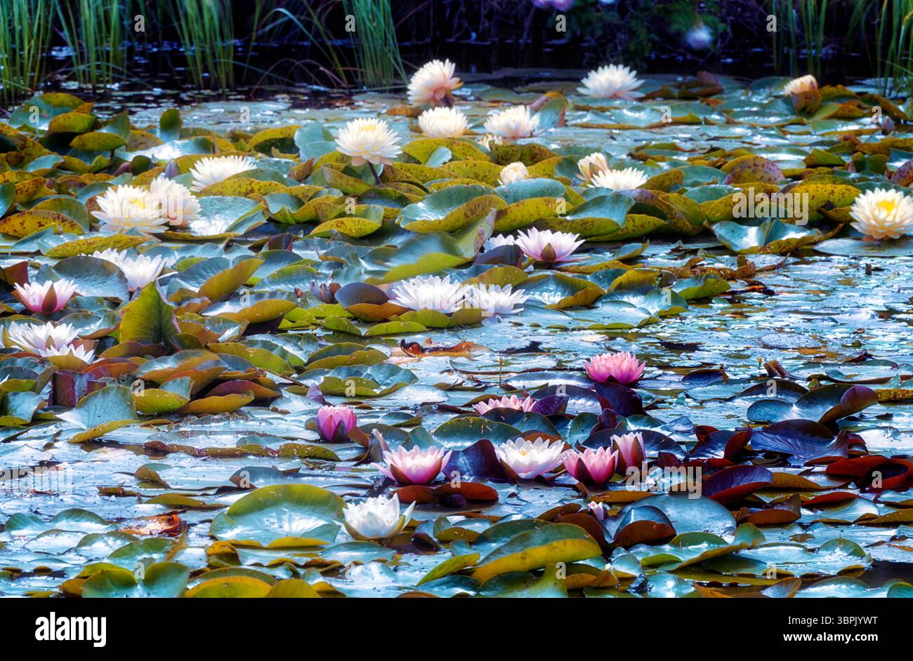 Diese (Zwerg-) Seerosen sind Züchtungen und zeichnen sich durch ...