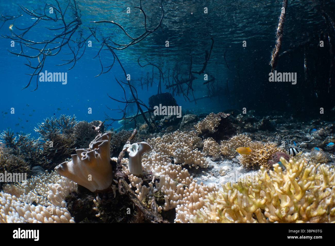 Showing mangrove roots and hard corals in Raja Ampat, Indonesia ...