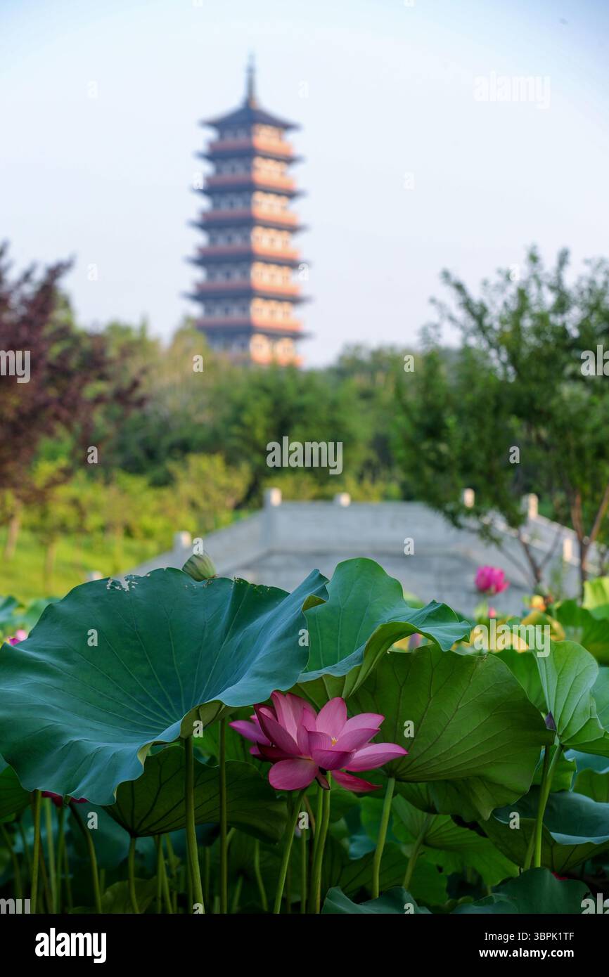 Lotus flowers bloom at the Slender West Lake scenic area in Yangzhou ...