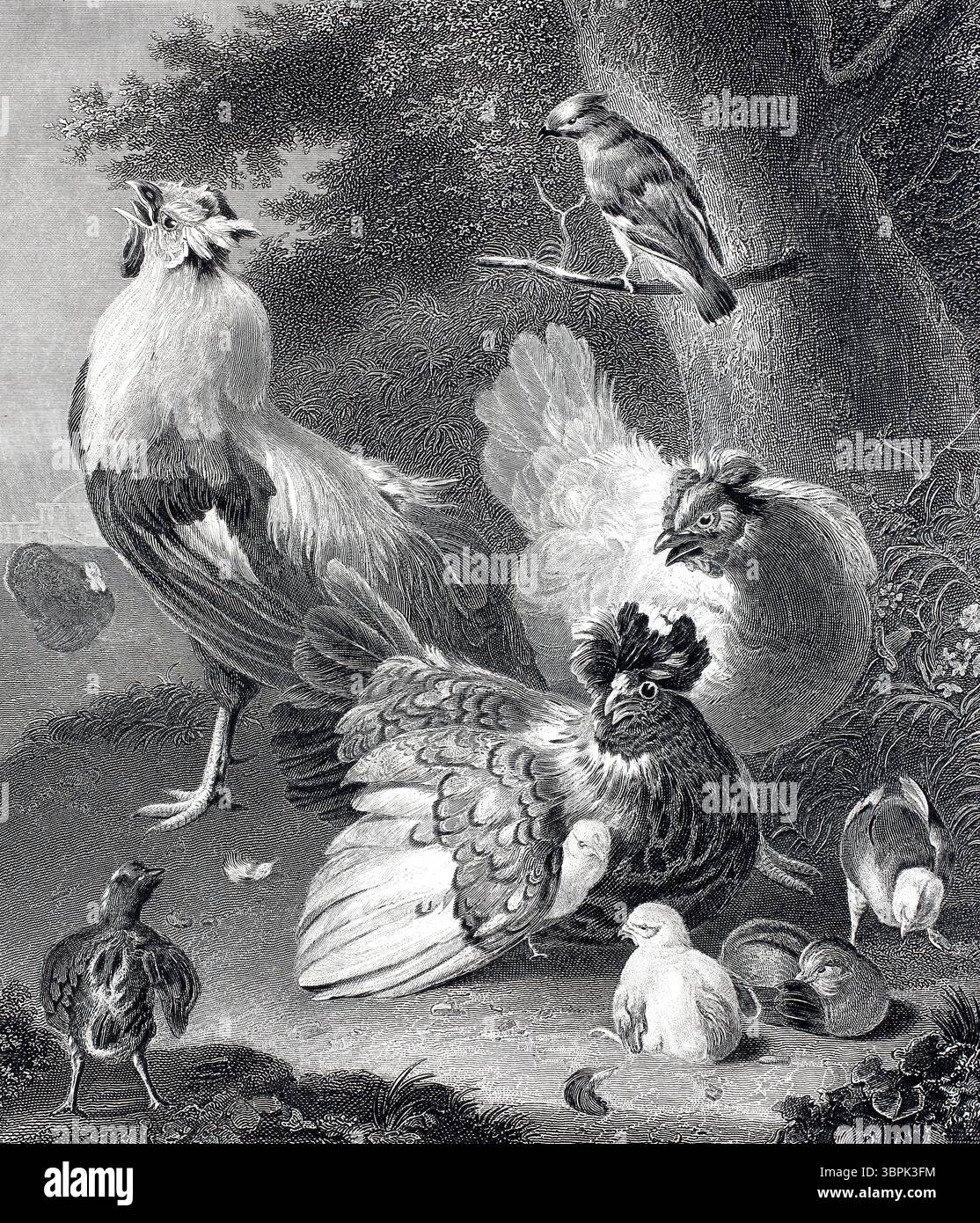 chicken family, chicken coop, rooster and hen with chicks, steel ...