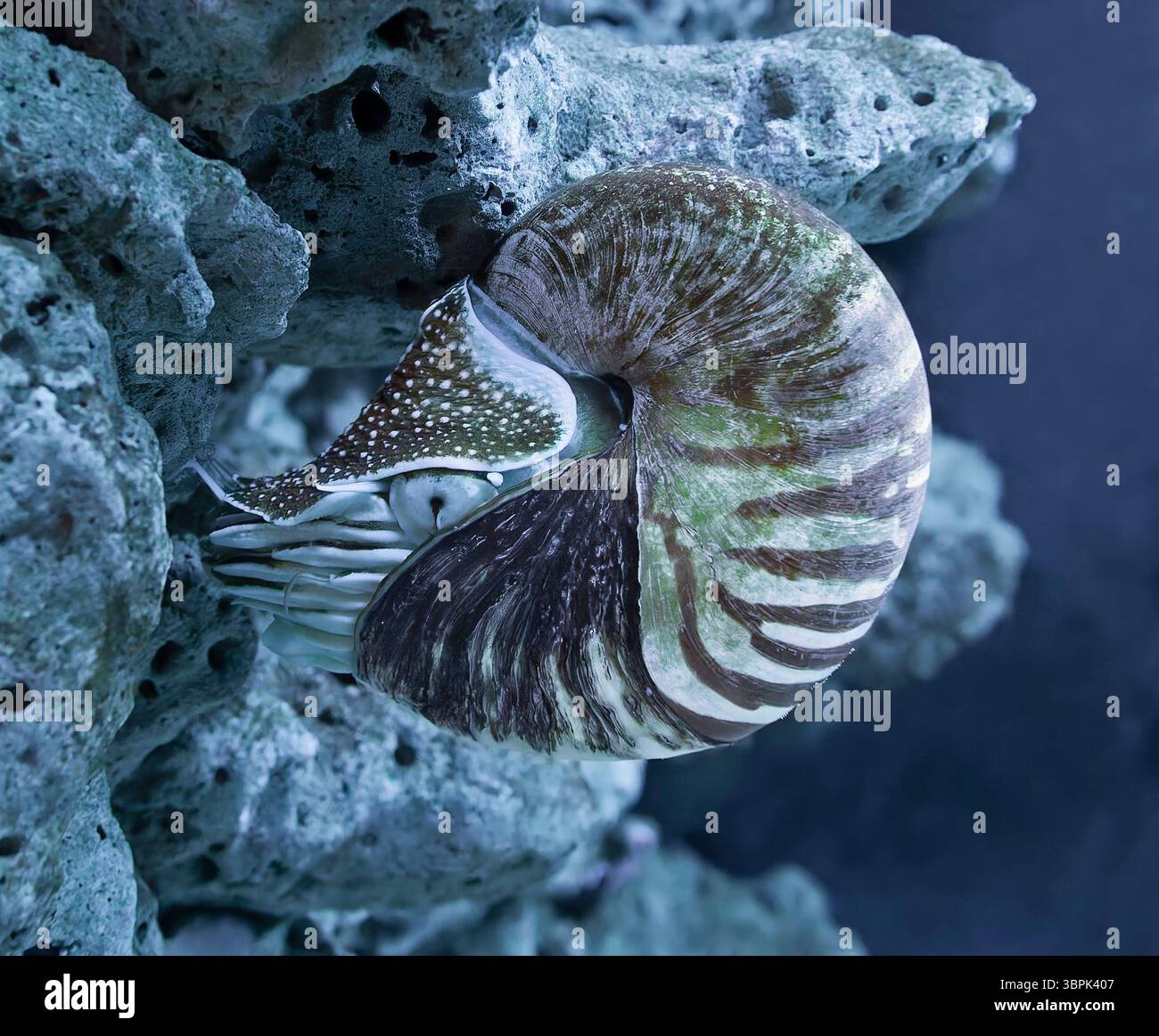 Underwater close-up view of a Chambered nautilus Stock Photo - Alamy