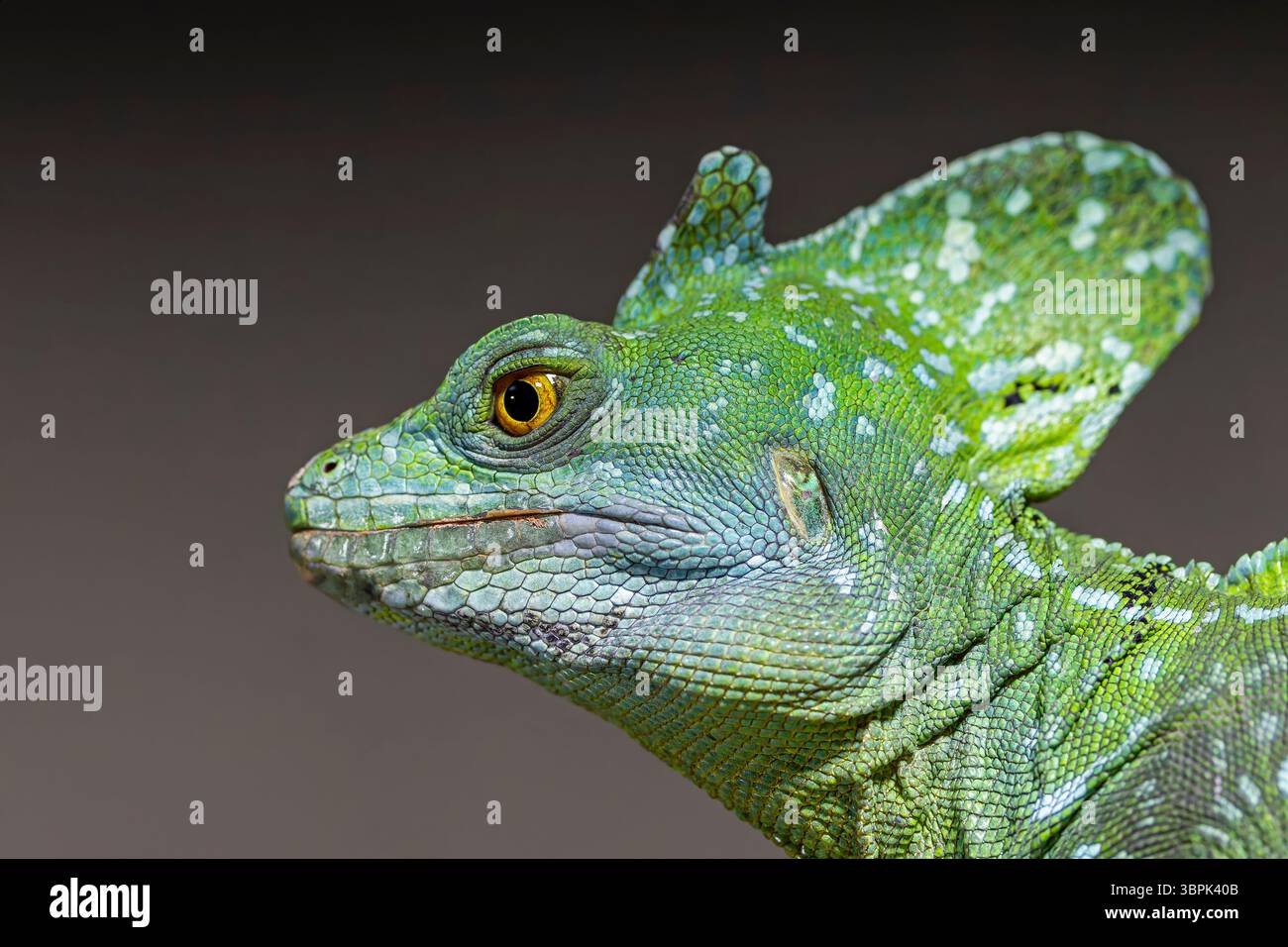 Portrait view of a Plumed basilisk (Basiliscus plumifrons Stock Photo ...