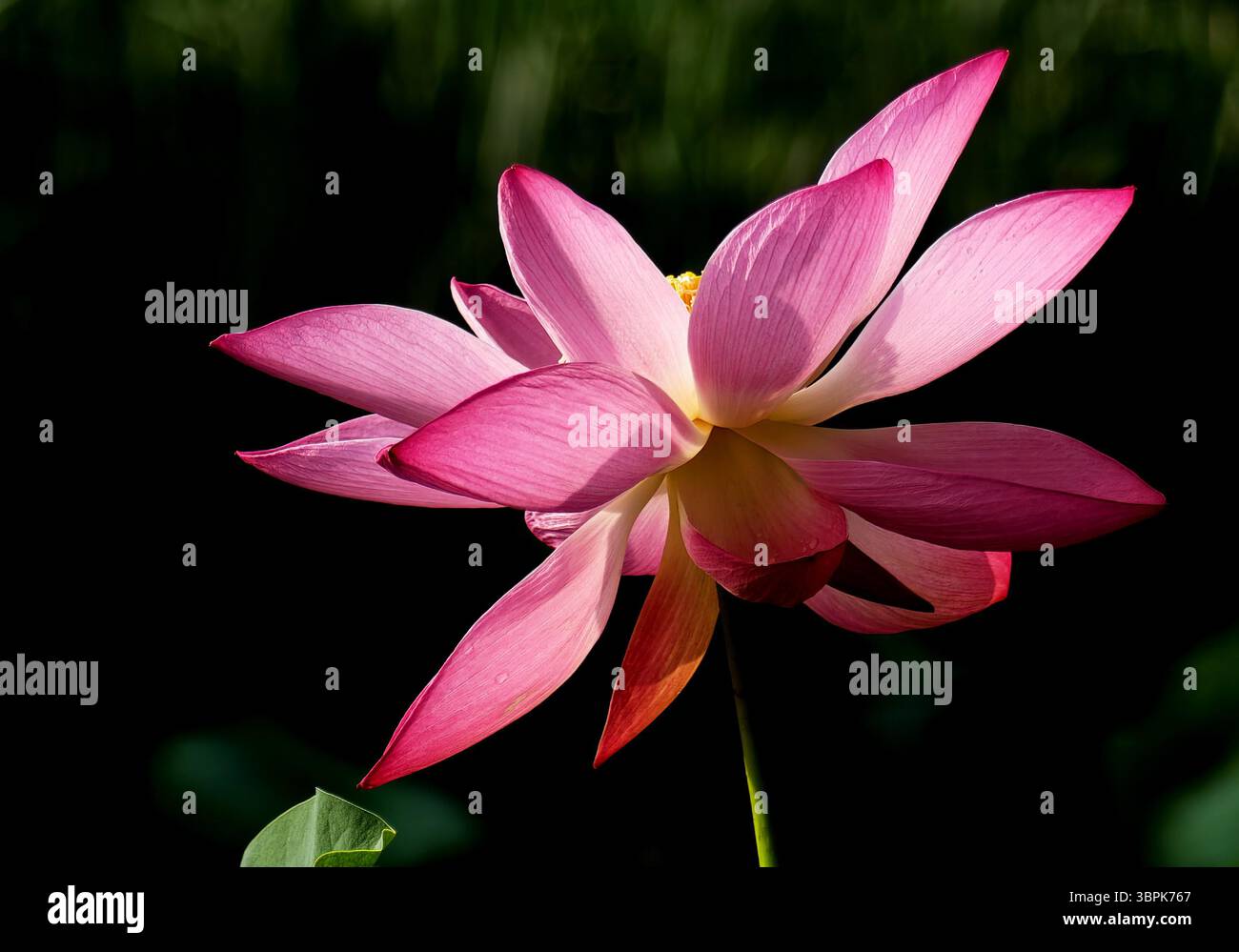 Lotus flowers are in full bloom in Dalian City, northeast China's ...