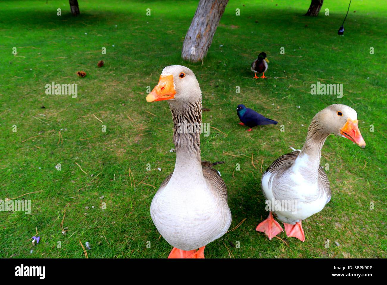 Beautiful gray geese, perigord geese walk on green lawn in summer on ...
