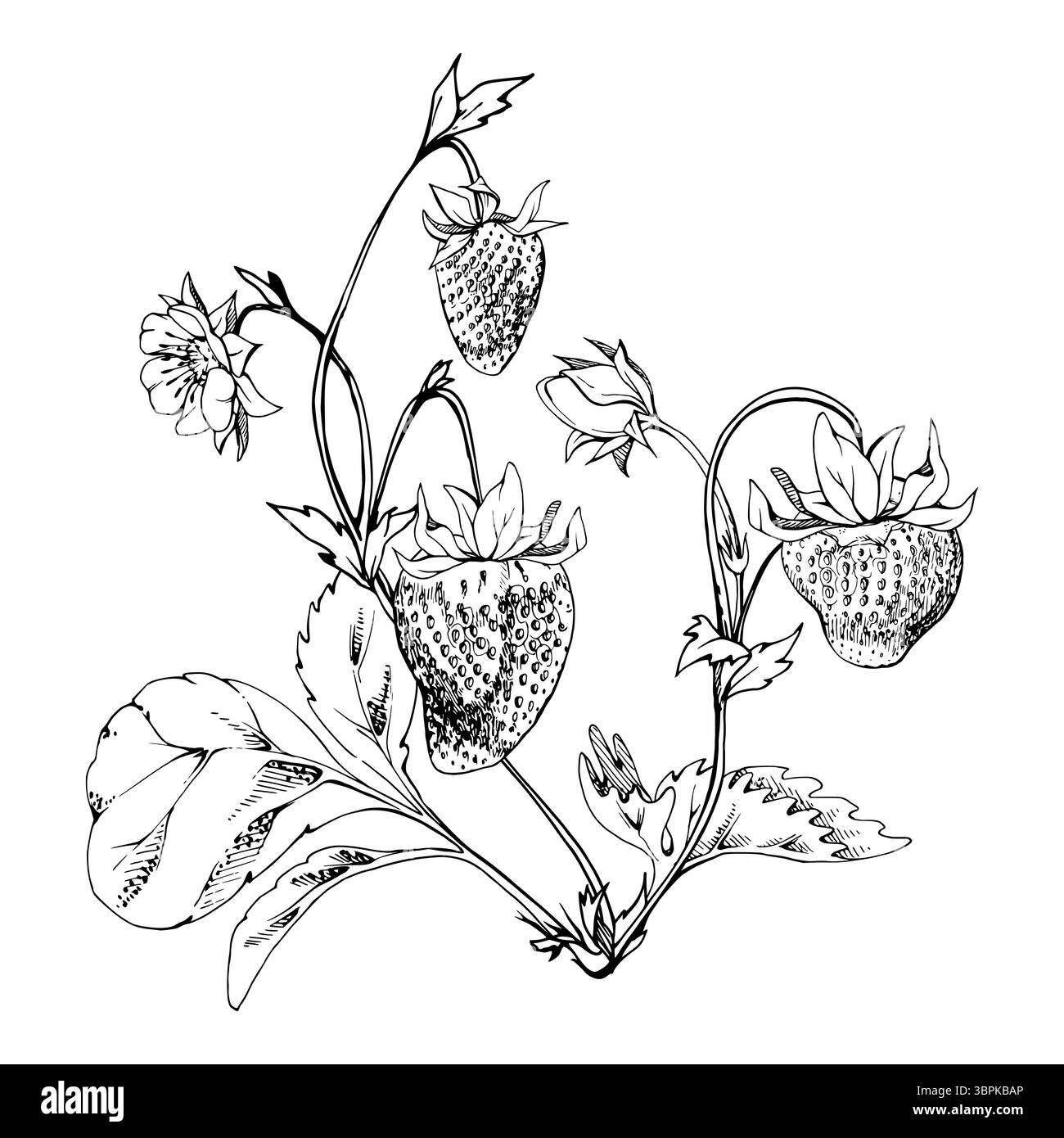 Bunch garden flowers cut out Stock Vector Images - Alamy