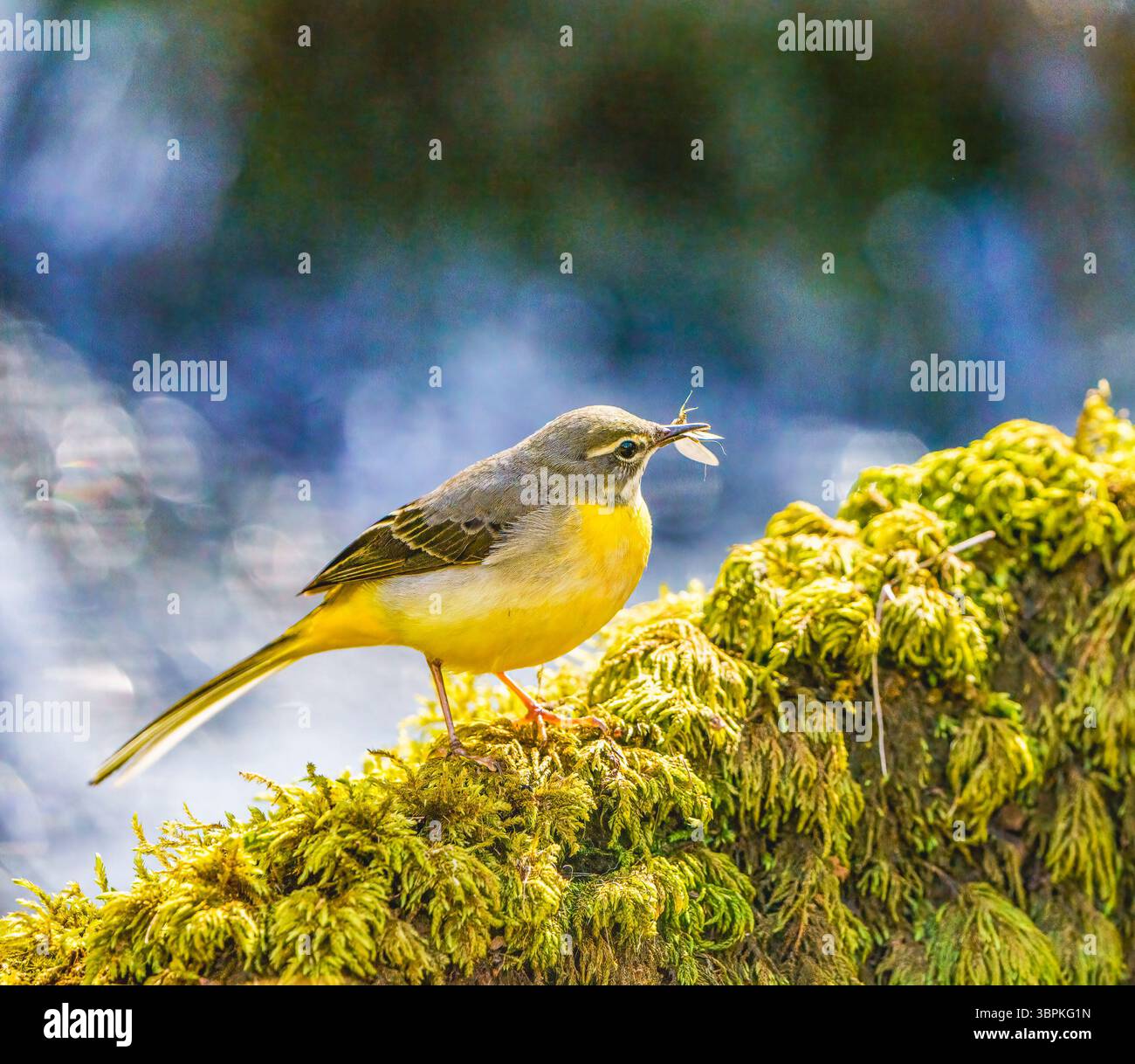 Slaty grey legs hi-res stock photography and images - Alamy