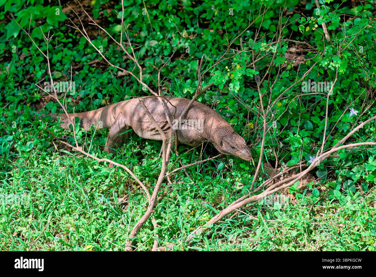 Land Monitor or Bengal monitor (Varanus bengalensis) coming out of the ...