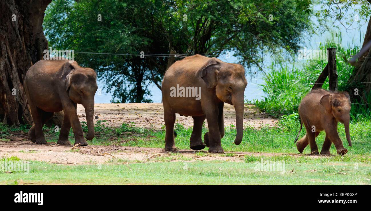 Young orphaned Sri Lankan elephants running to be fed with milk ...