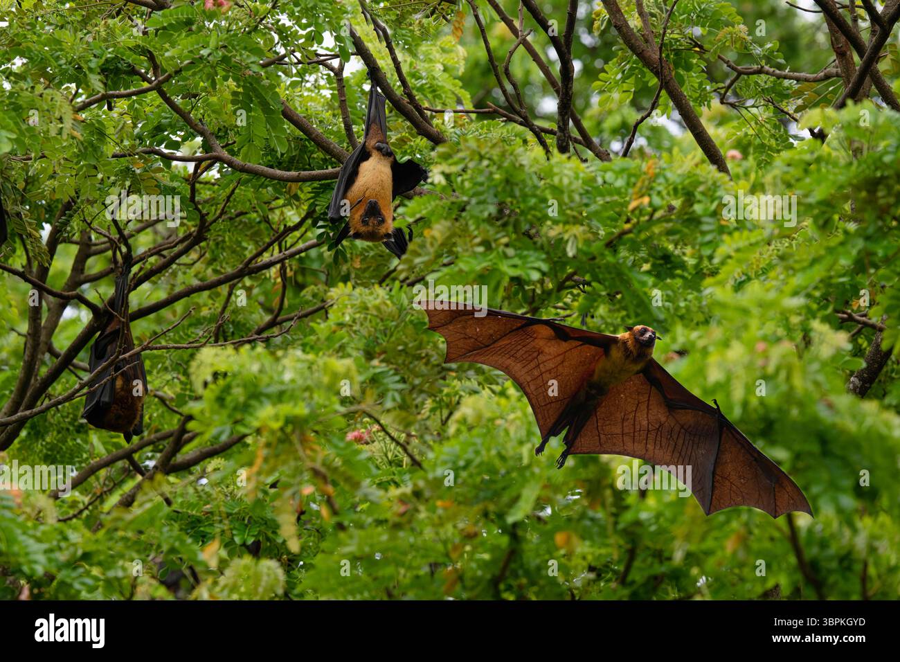 Sleeping Indian flying foxes (Pteropus giganteus chinghaiensis) in a ...