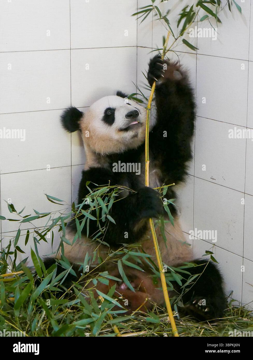 Adult giant panda eating bamboo while sitting in a zoo enclosure, China ...