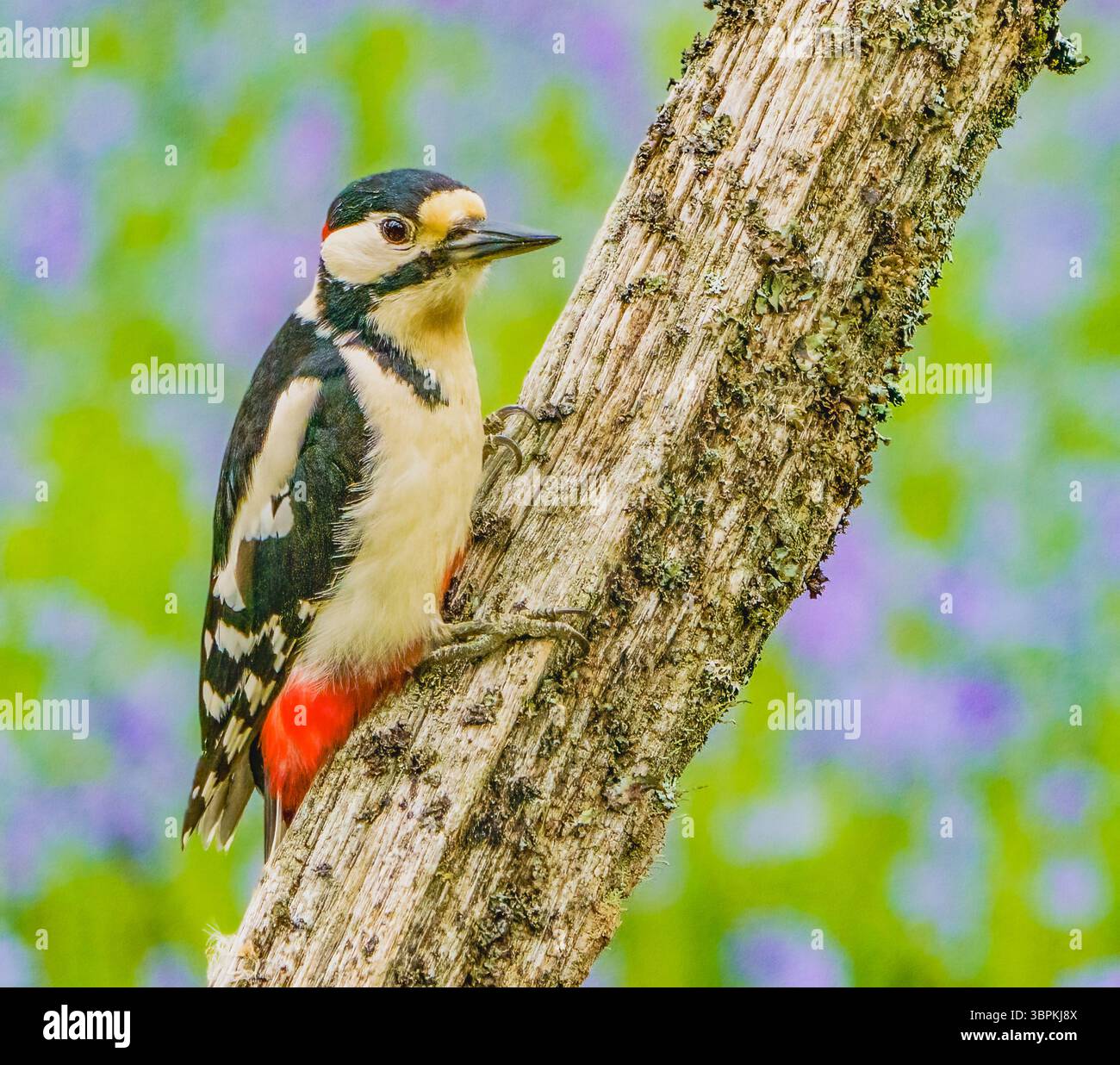 Great Spotted Woodpecker Stock Photo - Alamy