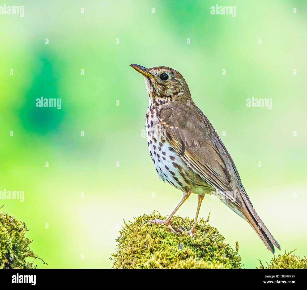 Songster hi-res stock photography and images - Alamy