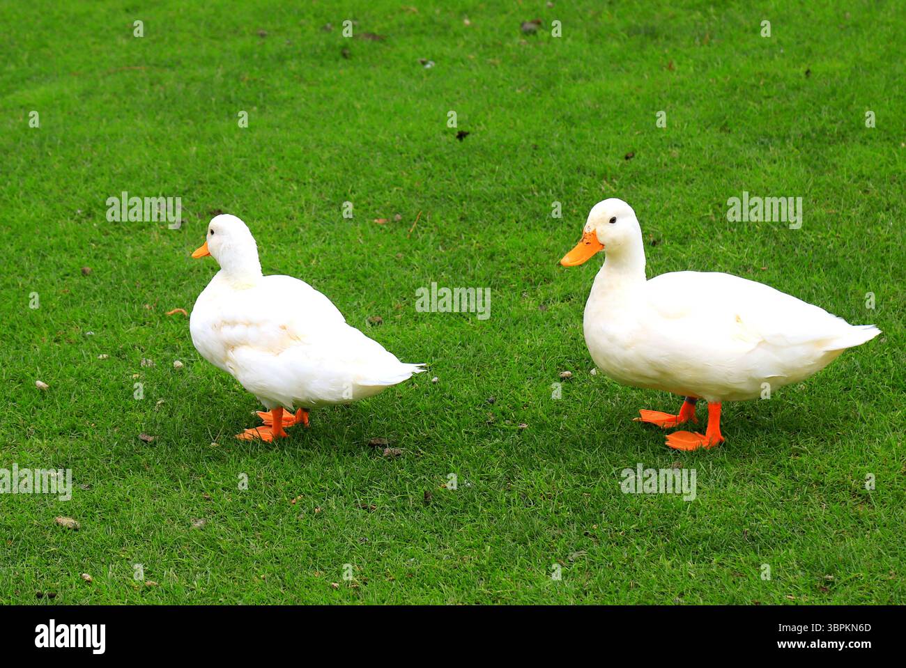 A family of fluffy Peking white ducks walk on green lawn in spring ...