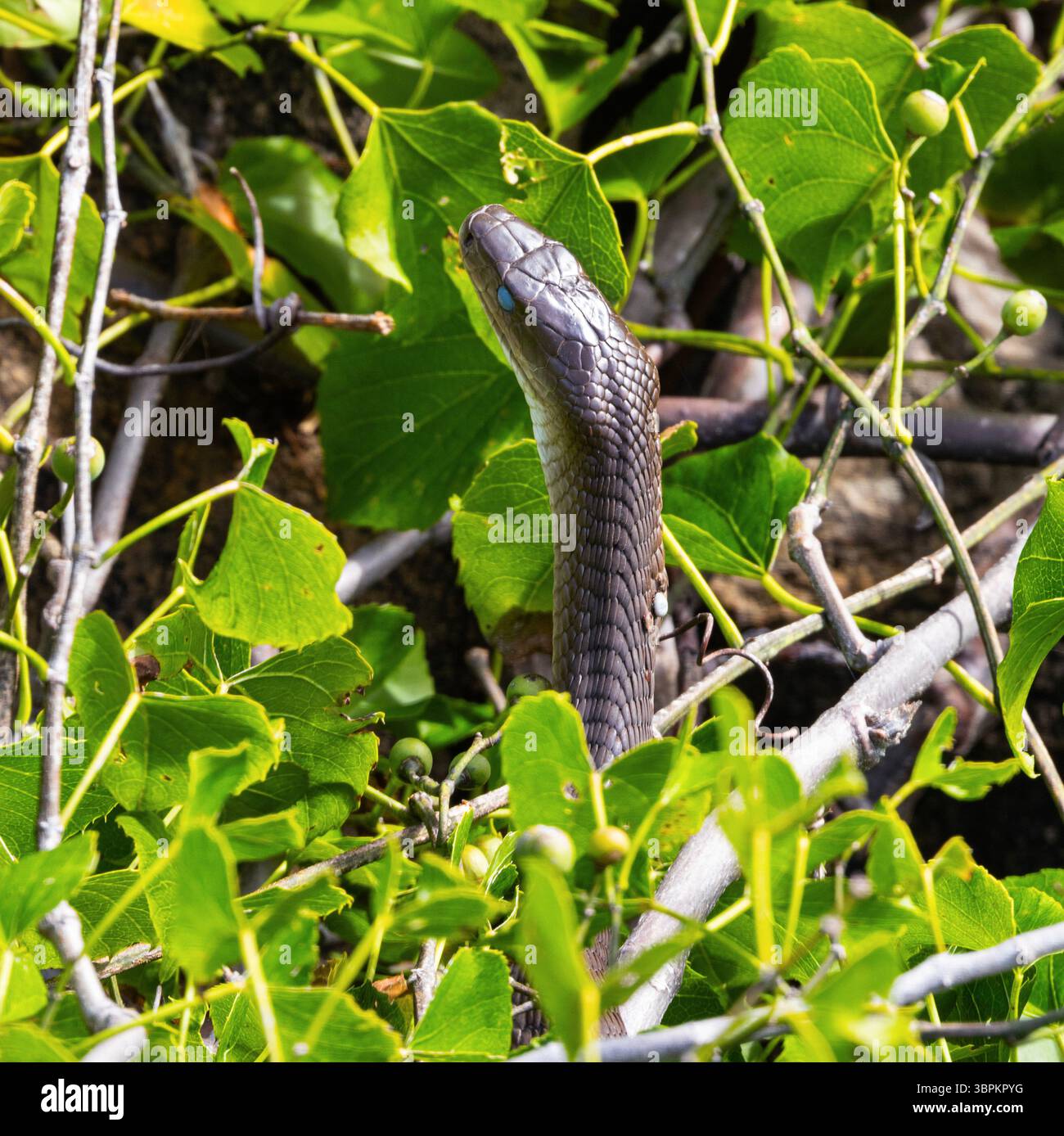 Sunshine flickering hi-res stock photography and images - Alamy