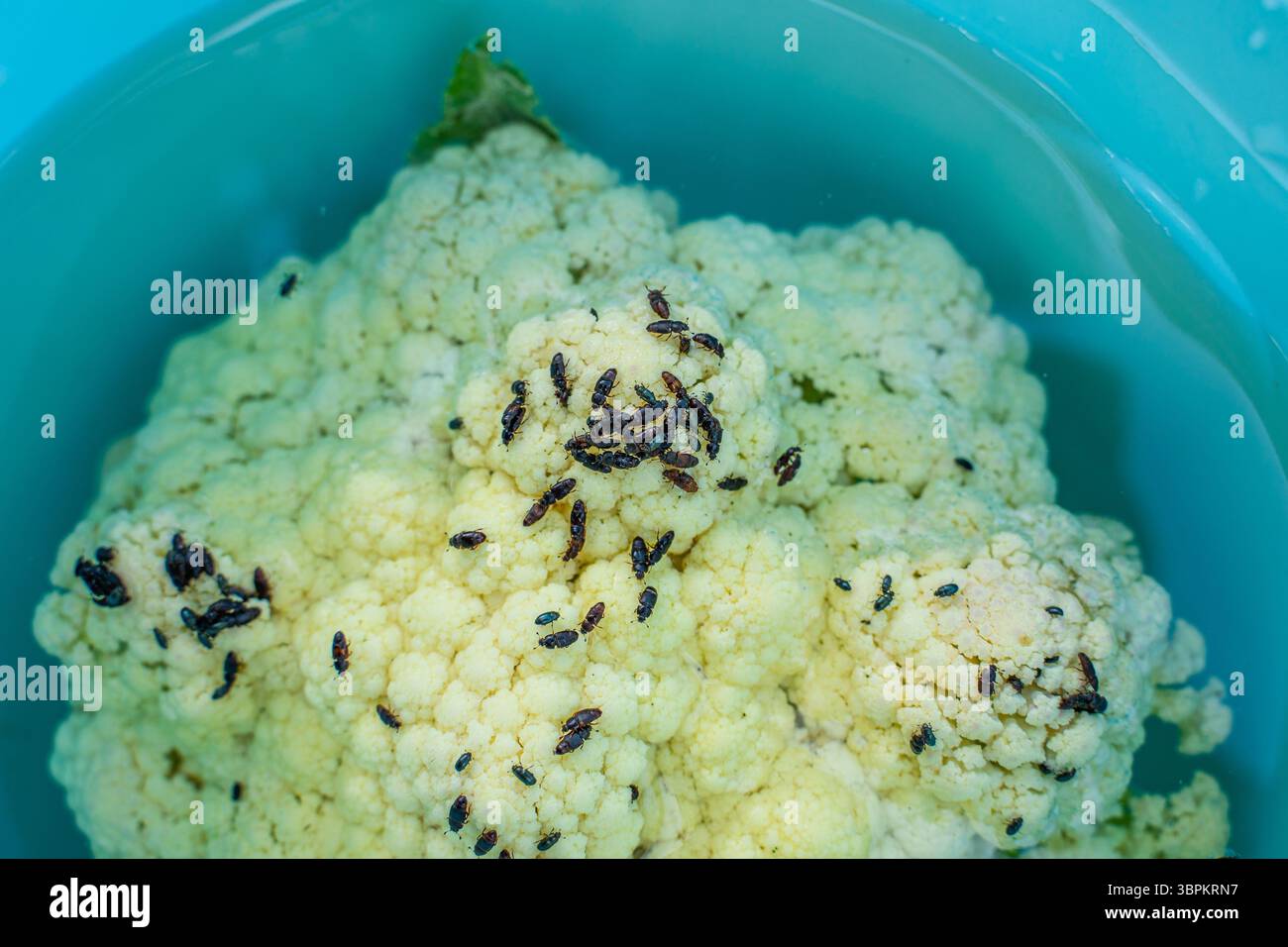 Cauliflower with beetle pests close up. Cauliflower inflorescence and a ...