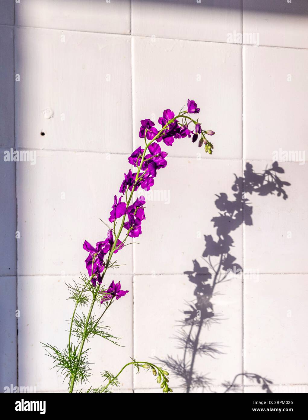 Graceful hue hi-res stock photography and images - Alamy