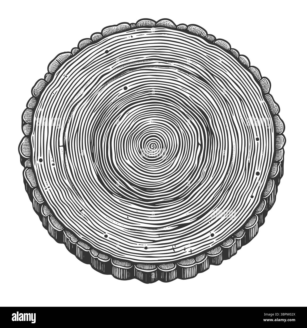 Tree Trunk Cross Section with Growth Rings vector Stock Vector Image ...