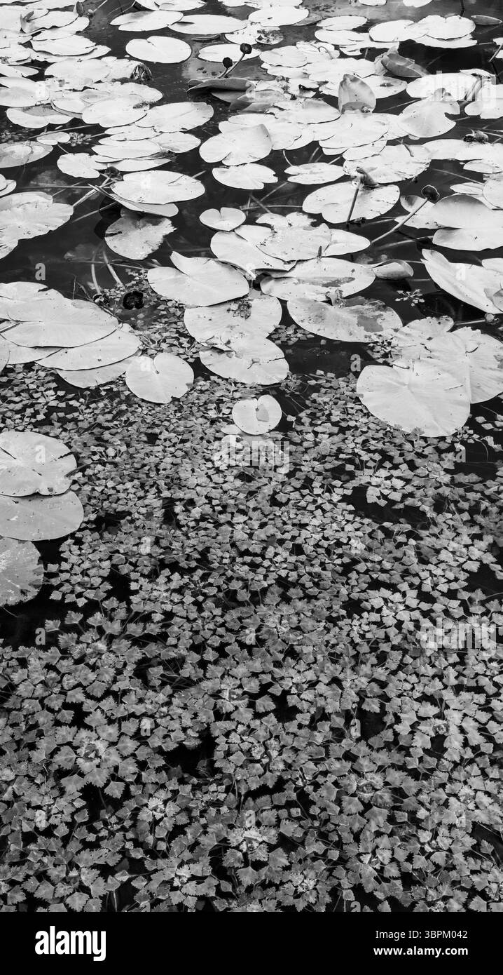 Leaves aquatic plants Black and White Stock Photos & Images - Alamy
