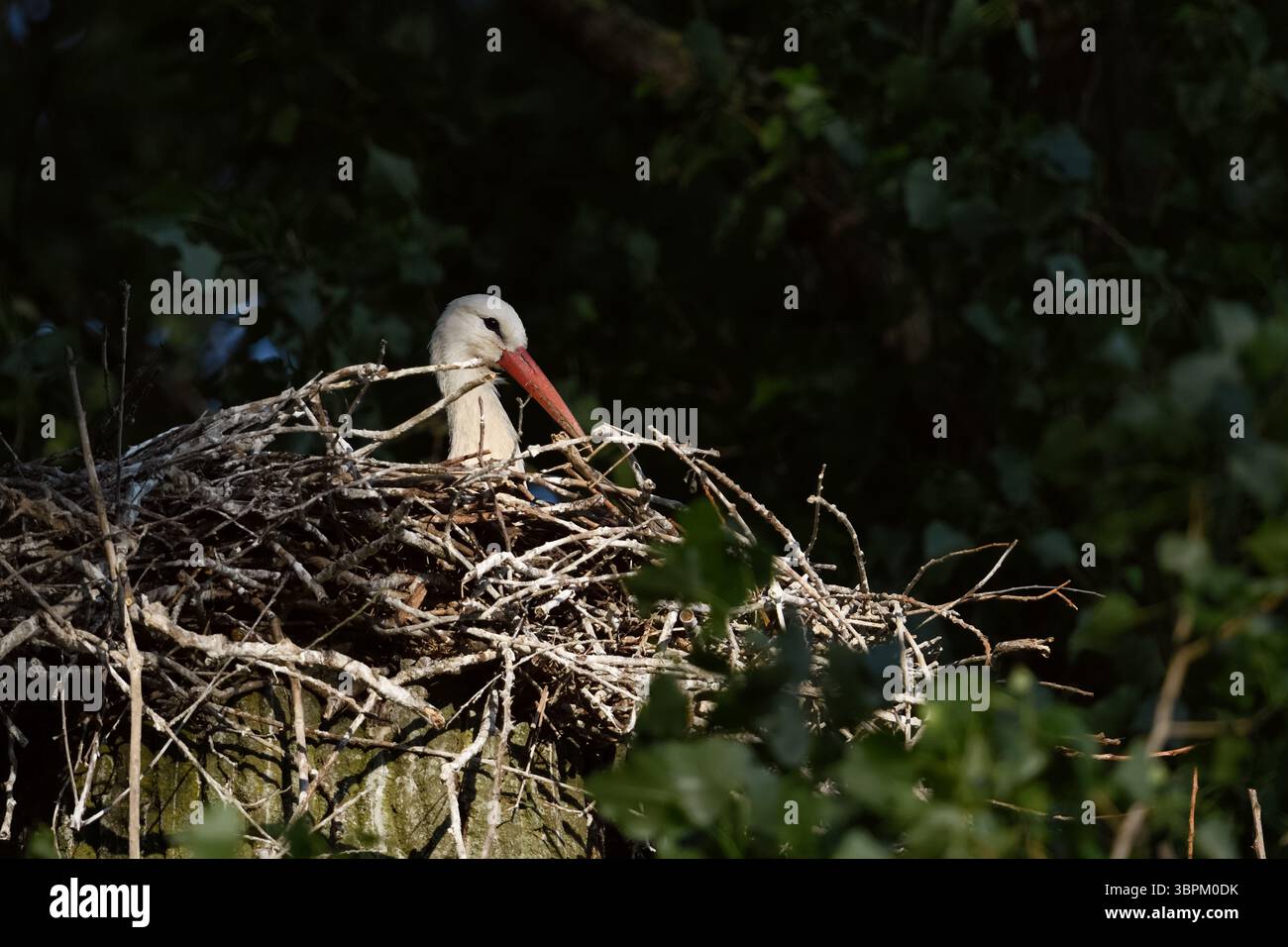 White stork sits on tree hi-res stock photography and images - Alamy