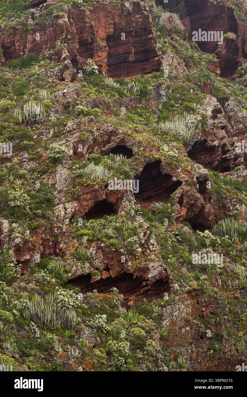 Volcanic cave opening in dark basaltic rock surrounded by shrubs and ...