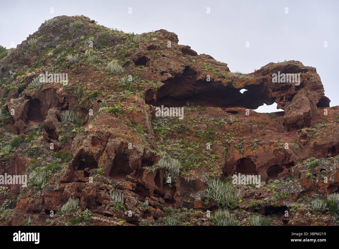 Volcanic cave opening in dark basaltic rock surrounded by shrubs and ...