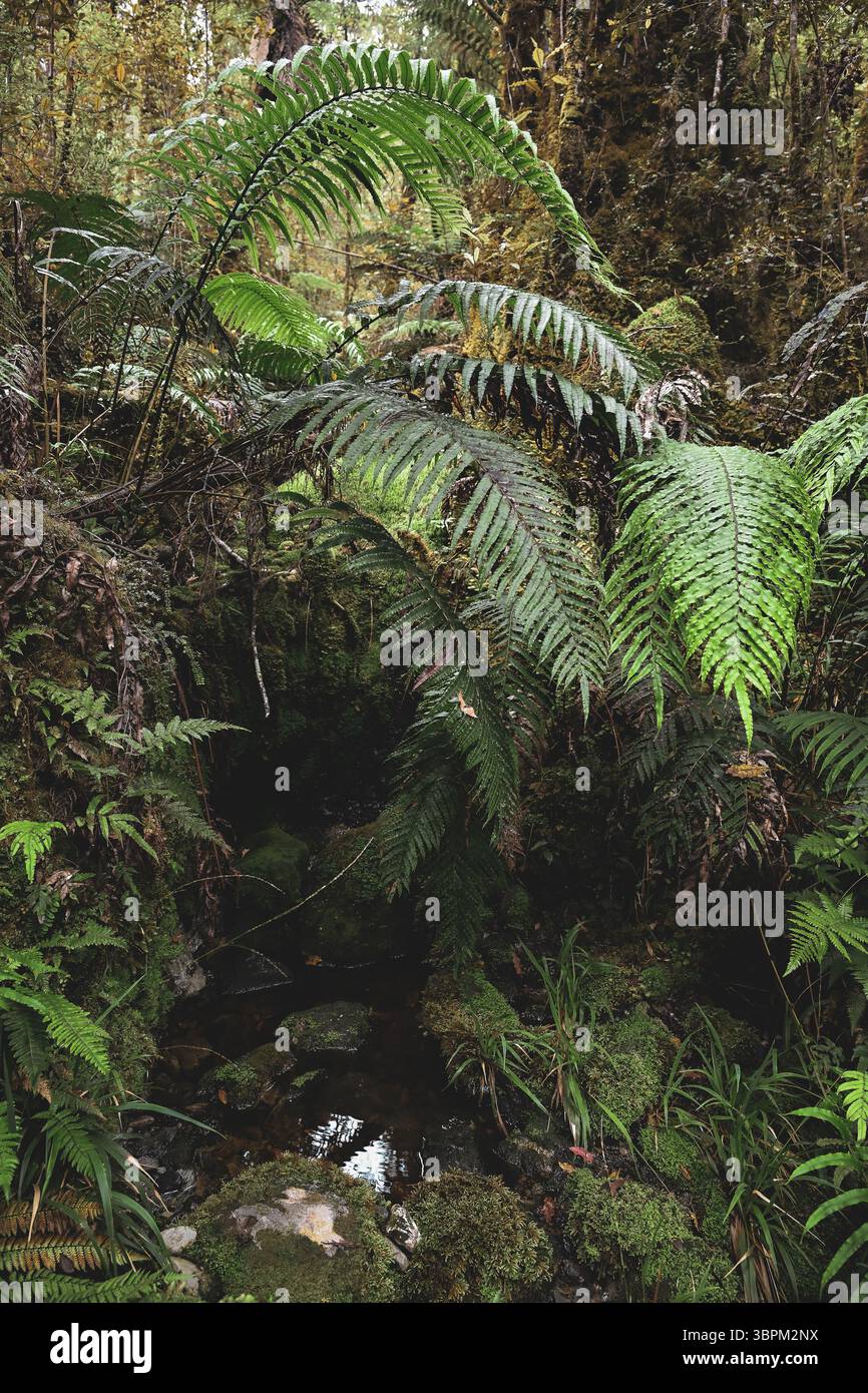 Dense foliage in rainforest hi-res stock photography and images - Alamy