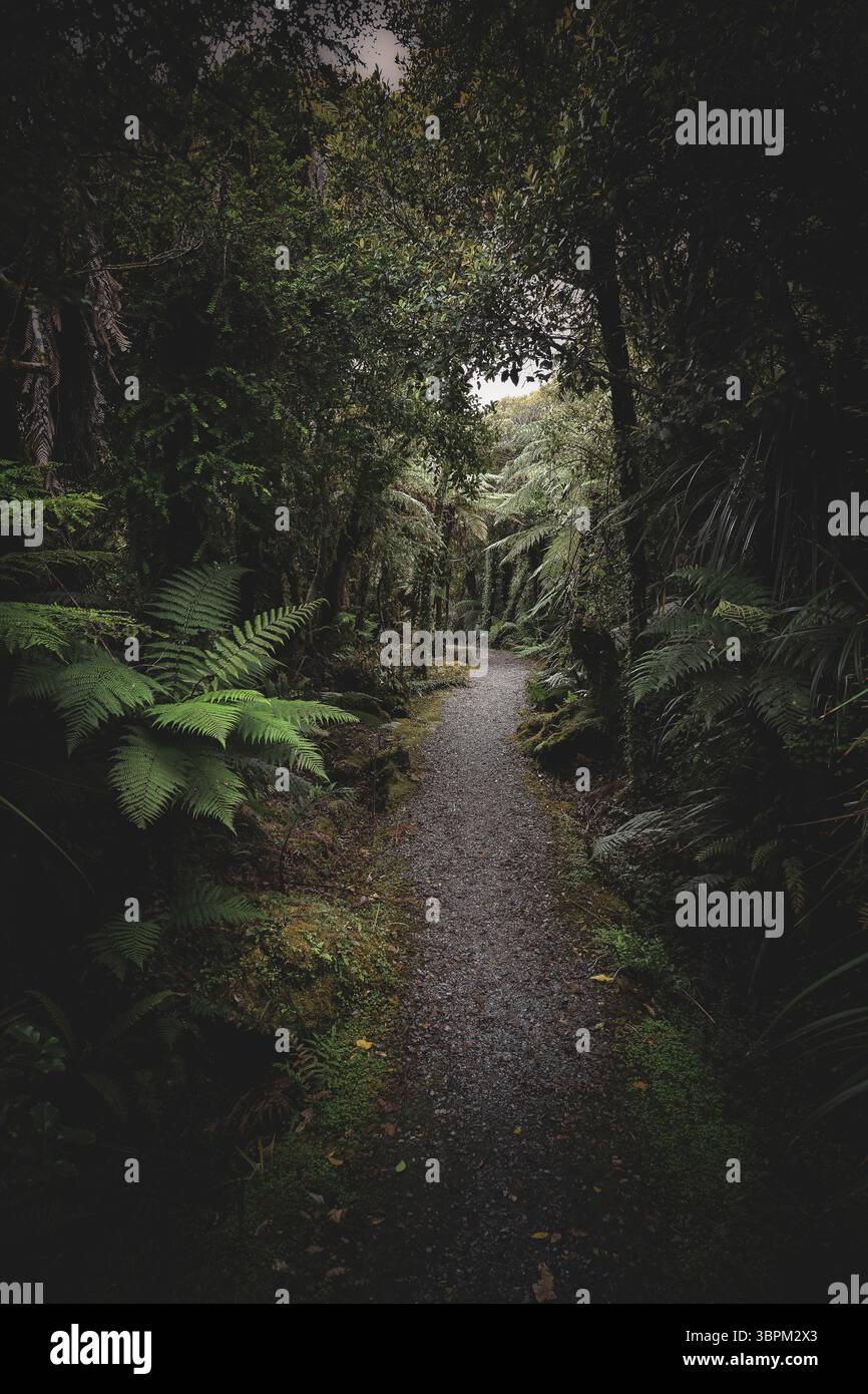 Path through lush temperate rainforest near Haast, West Coast, South ...