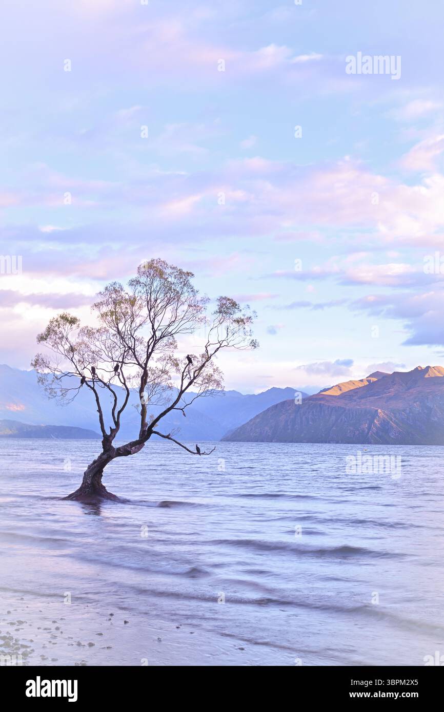 The iconic lone willow tree of Lake Wanaka at sunset, South Island, New ...