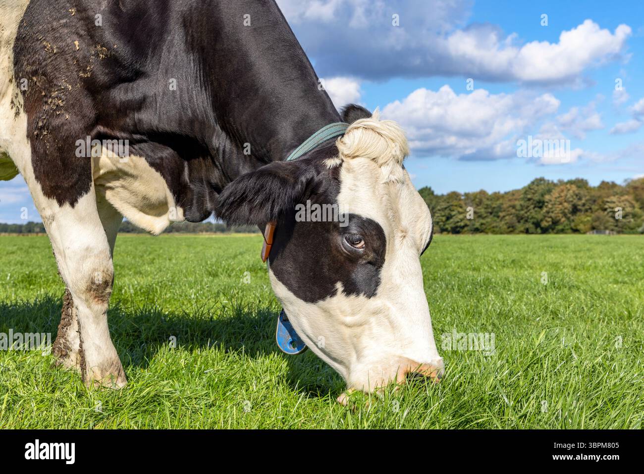 Cow is grazing, head shot eating blades of grass, black and white, in a ...