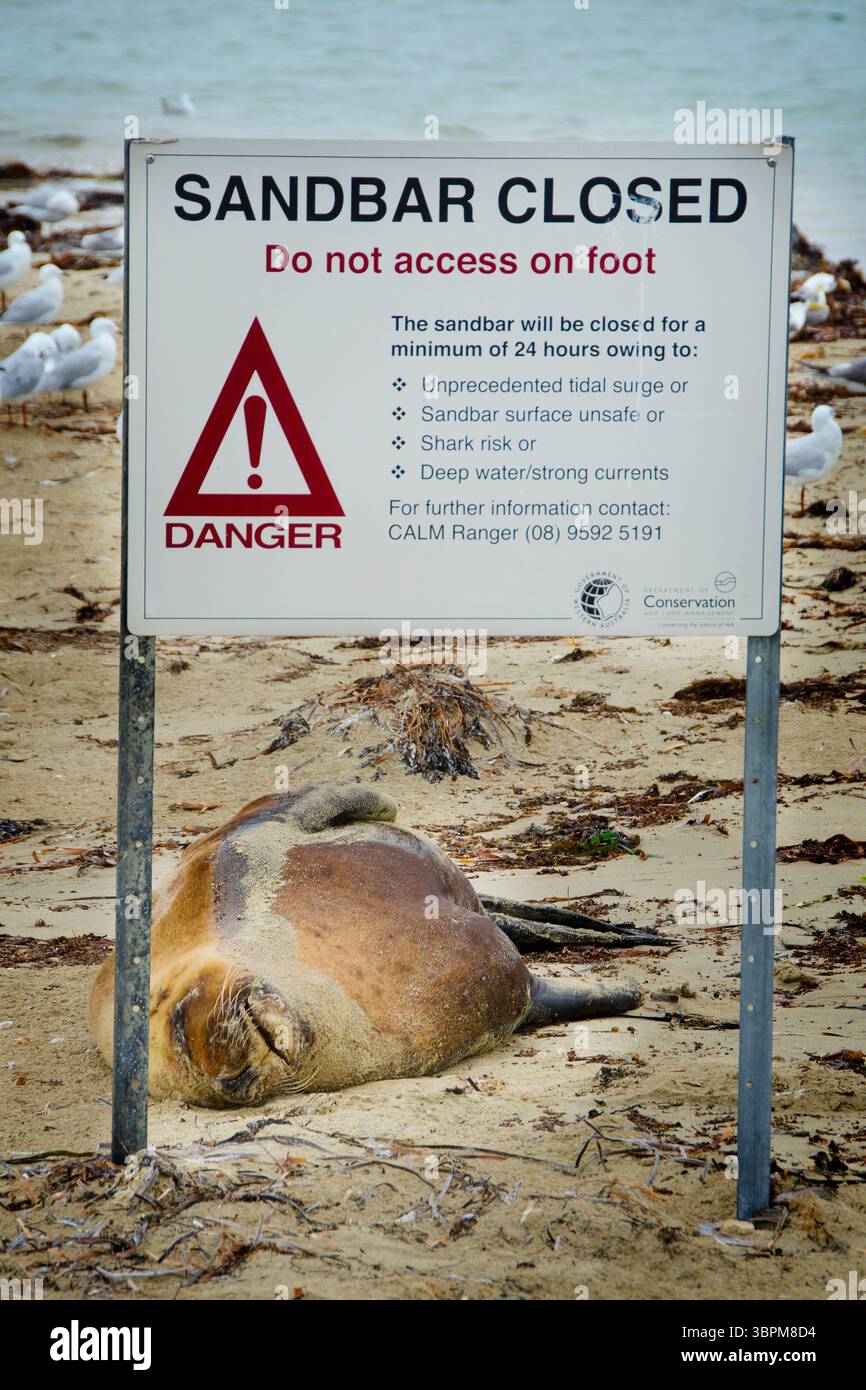 Australian Sealion (Neophoca cinerea) sleeping on beach under Sandbar ...