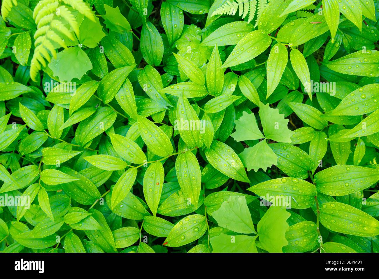 Lush green forest foliage texture seen from above, forming a dense ...