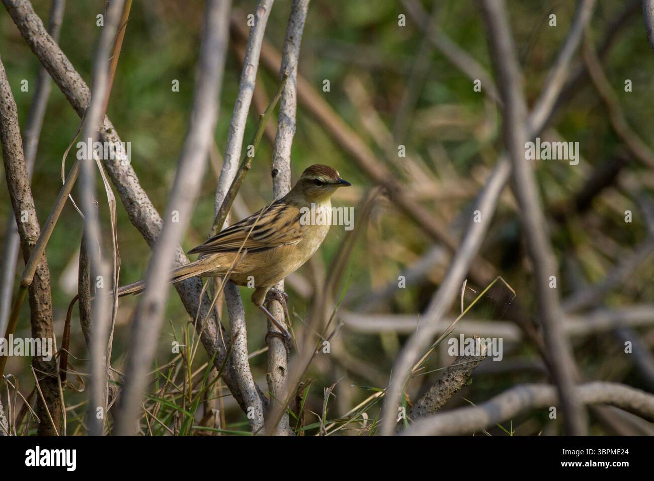 Striated grassbird (Megalurus palustris), an "Old World warbler ...
