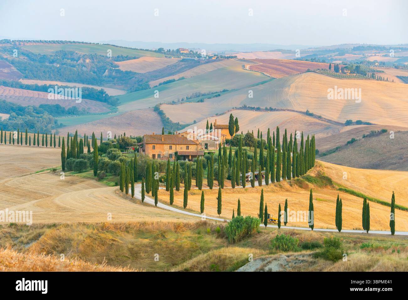 Mediterranean cypress, Italian cypress, Tuscan Cypress, Persian cypress ...