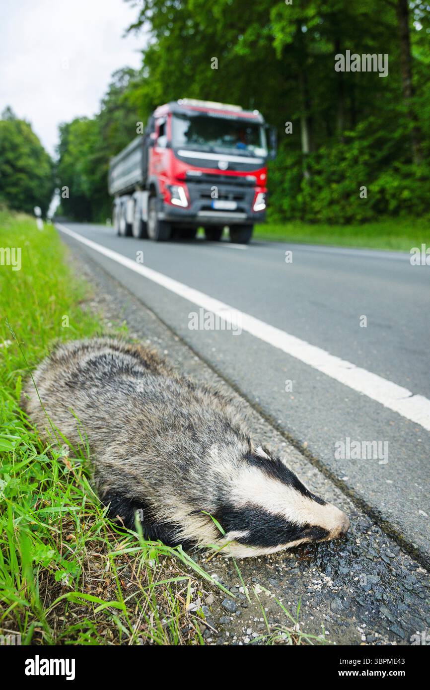 Old World badger, Eurasian badger (Meles meles), lying dead on the ...