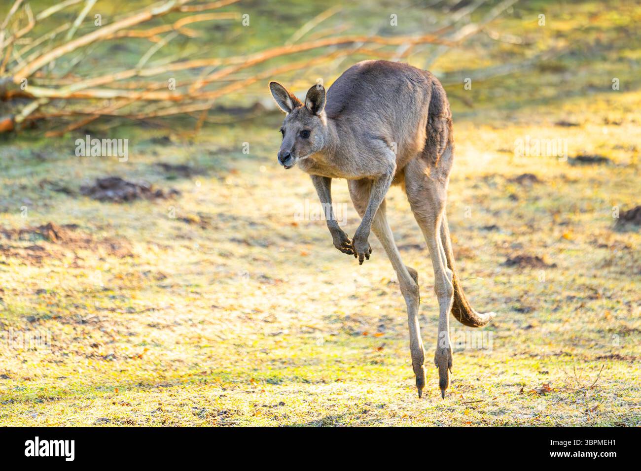 eastern gray kangaroo, Eastern grey kangaroo, Great grey kangaroo ...