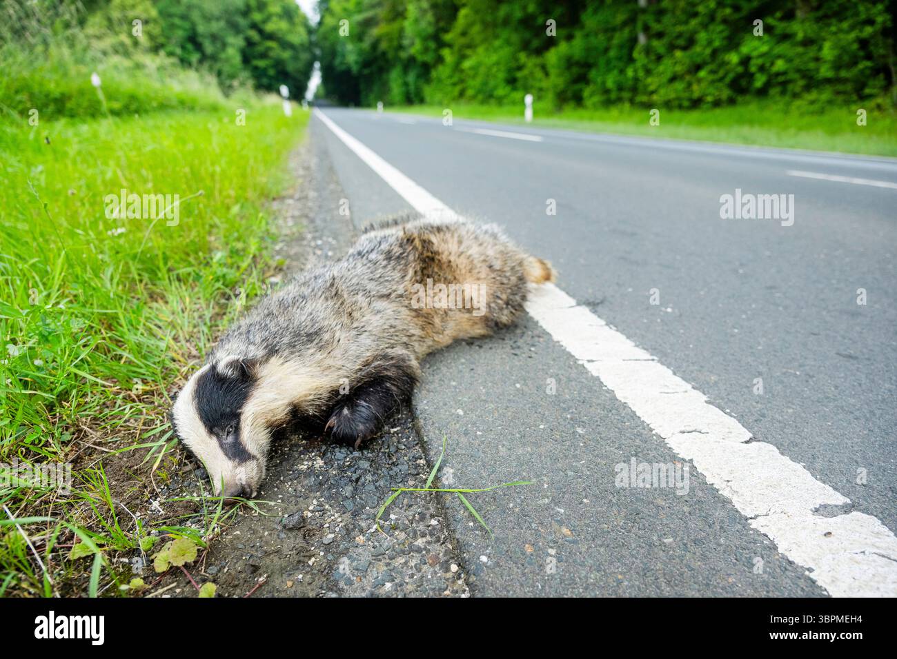 Old World badger, Eurasian badger (Meles meles), lying dead on the ...