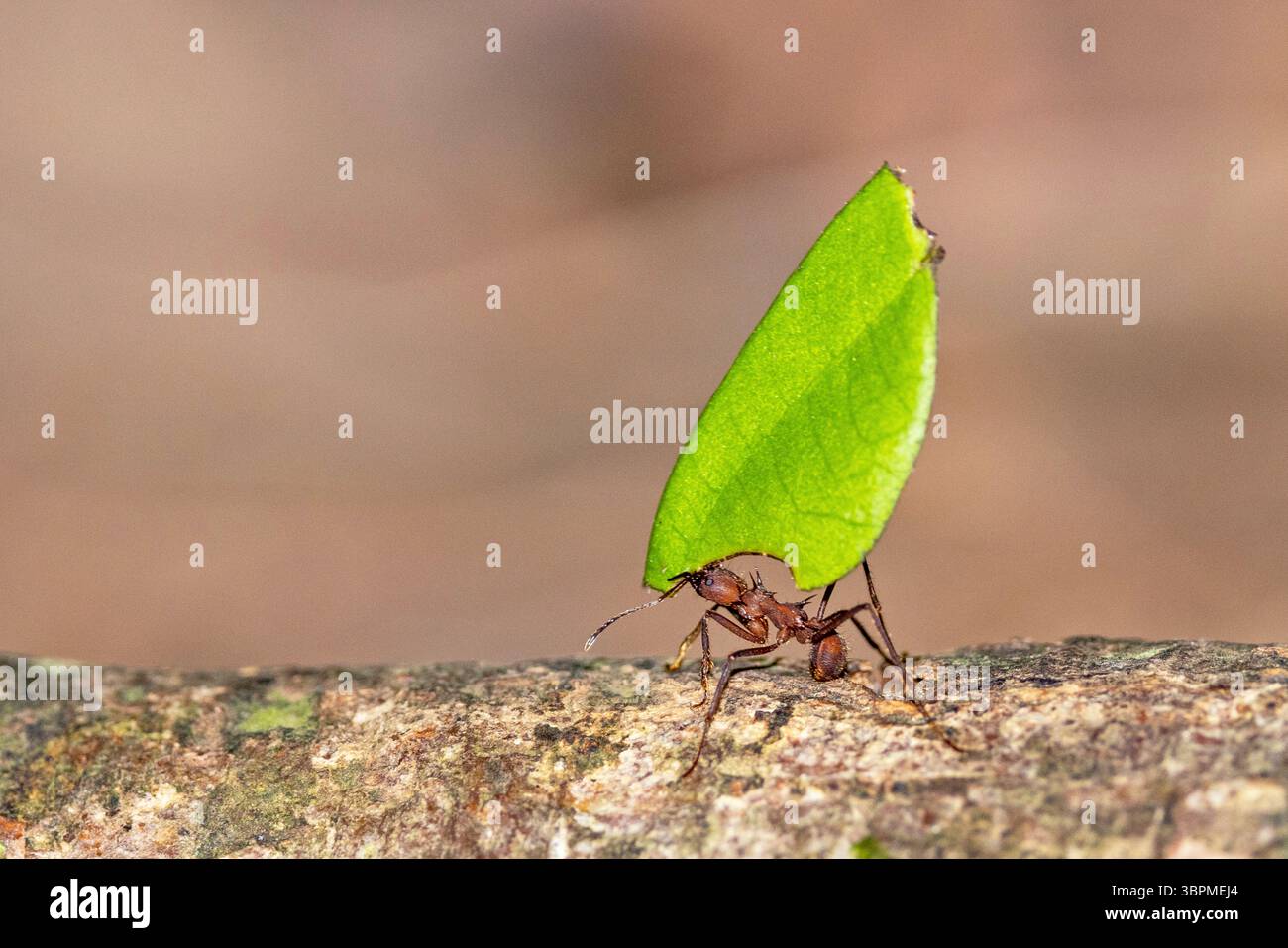 leafcutting ant (Atta cephalotes), carrying a cut-out piece of leaf ...
